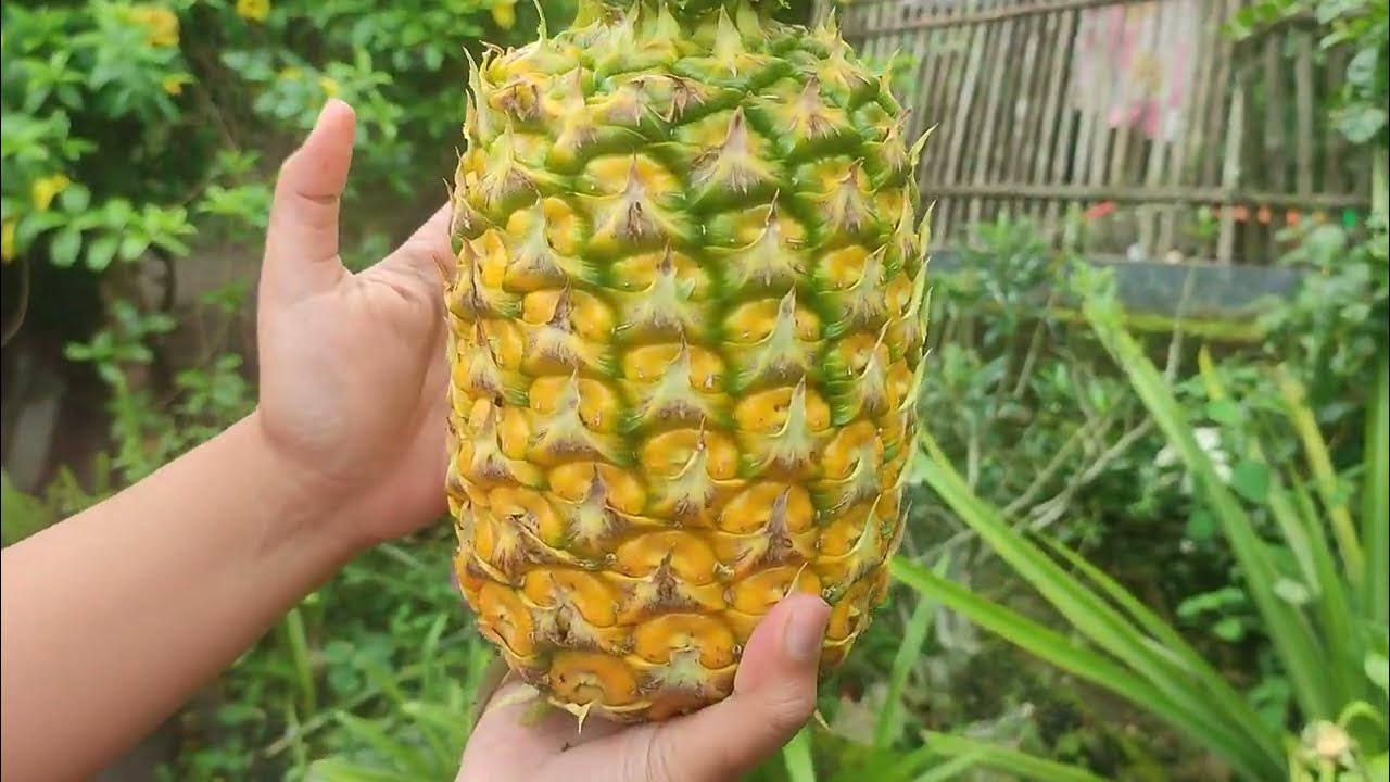 PANEN BUAH NANAS MANIS SUPER JUMBO - YouTube