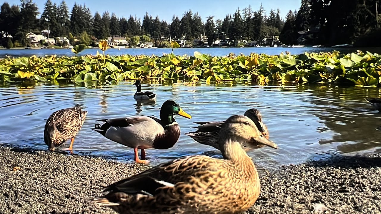 Cute Duck Quack Sound Effect with Birds Singing #30 - YouTube