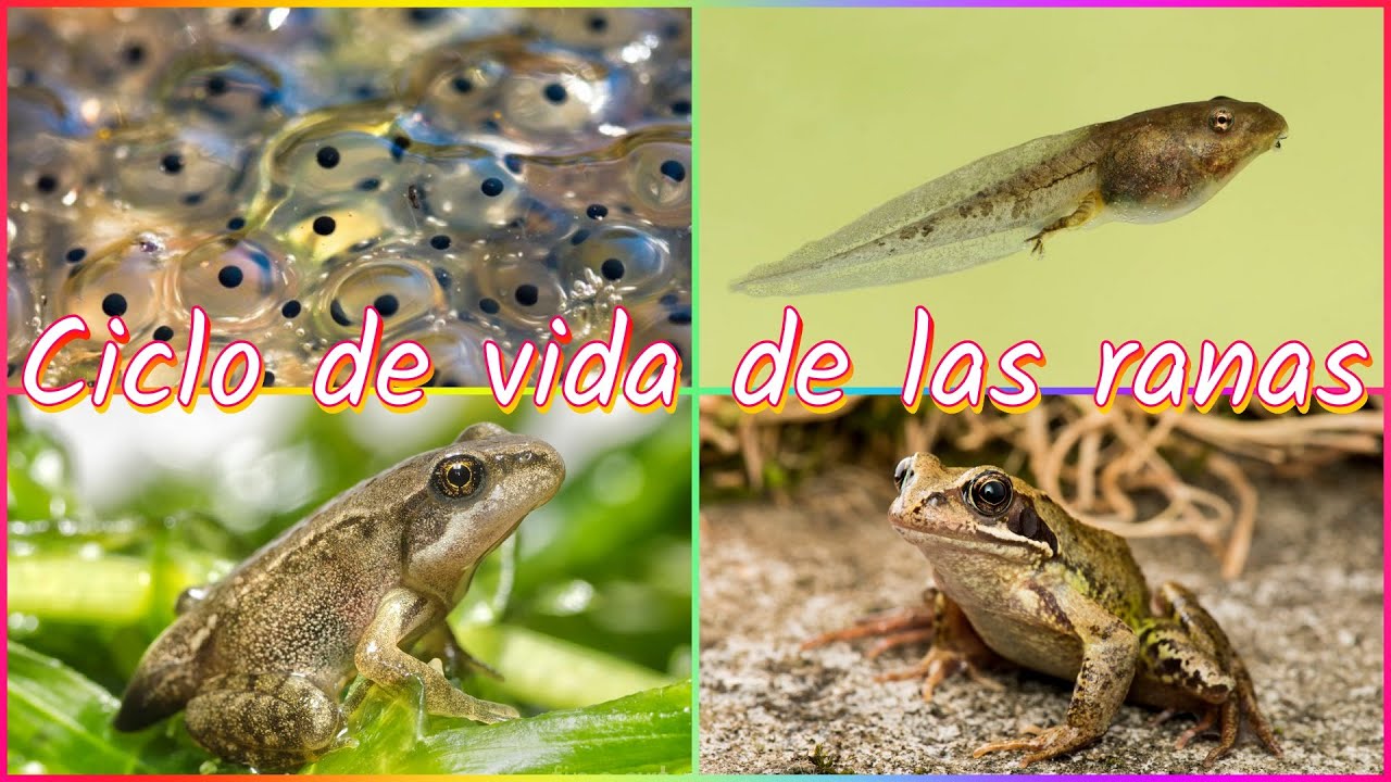 Ciclo De Vida De Las Ranas Para Niños - YouTube