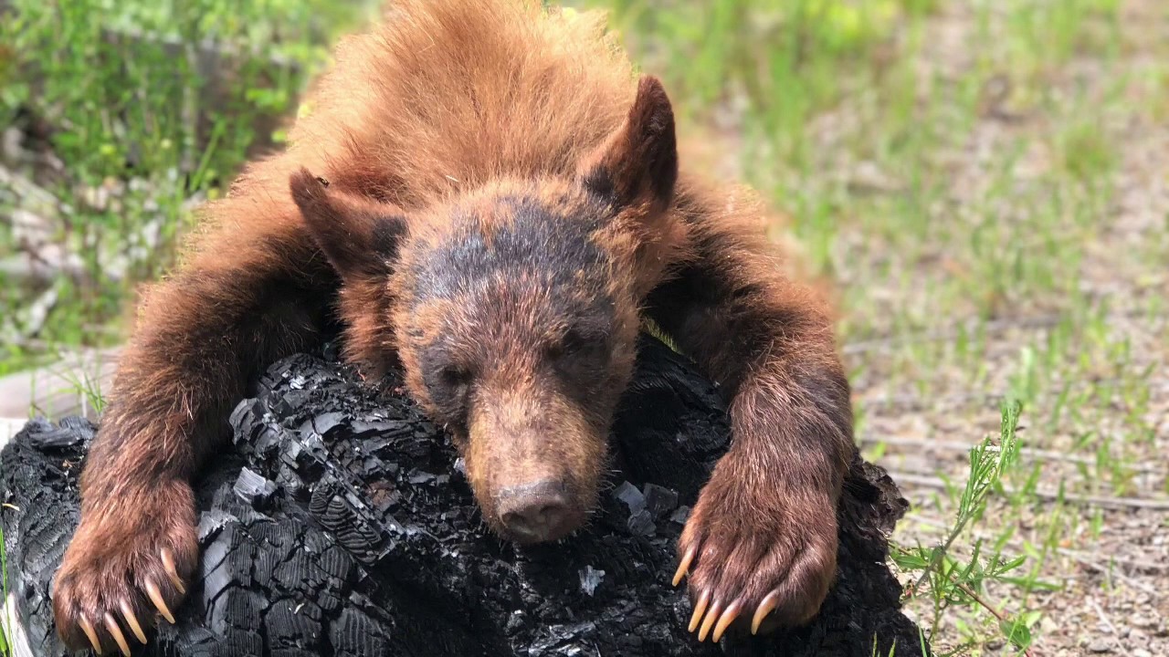 Spring Bear Pt 6: First Bear Ever! - YouTube