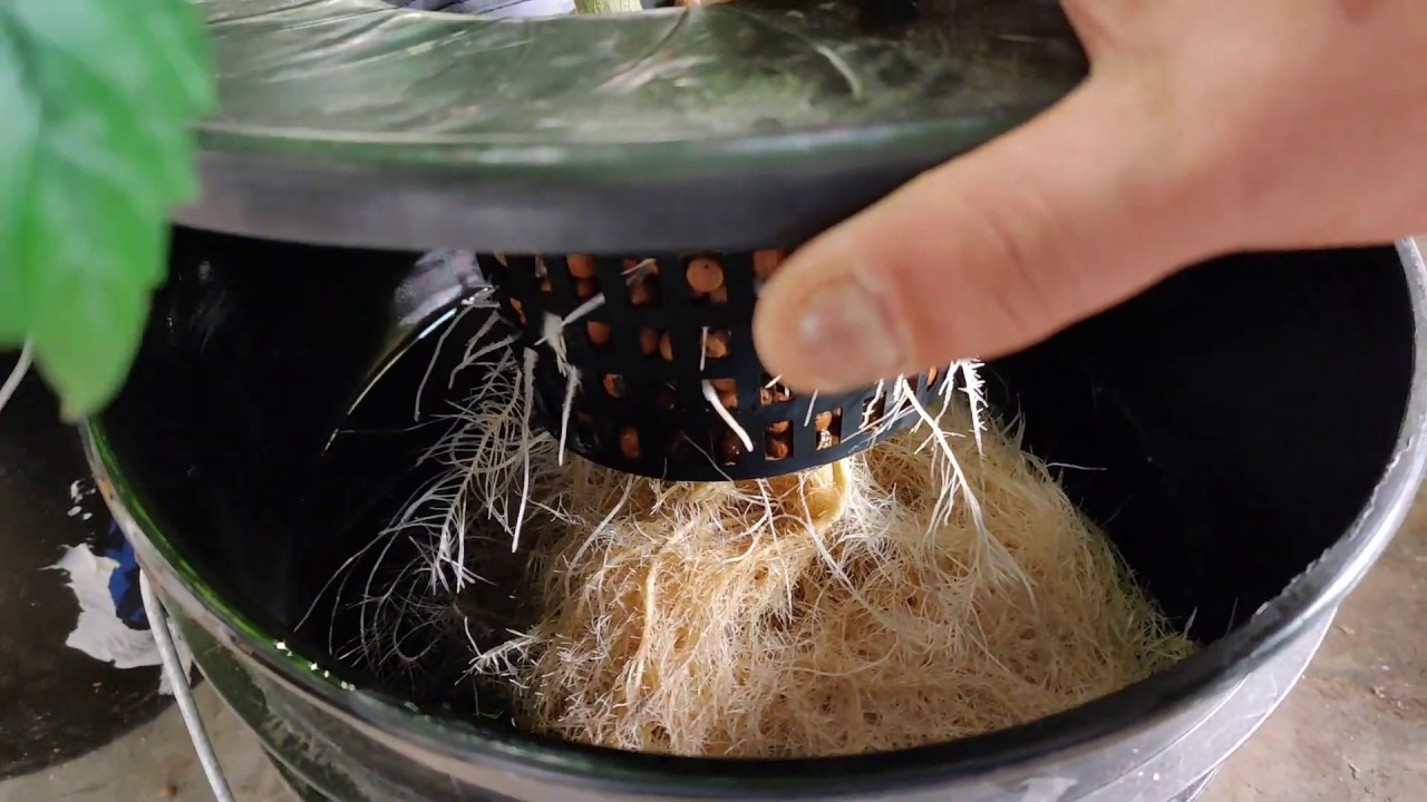 RDWC - 2.5 weeks til flower + Root shots - YouTube