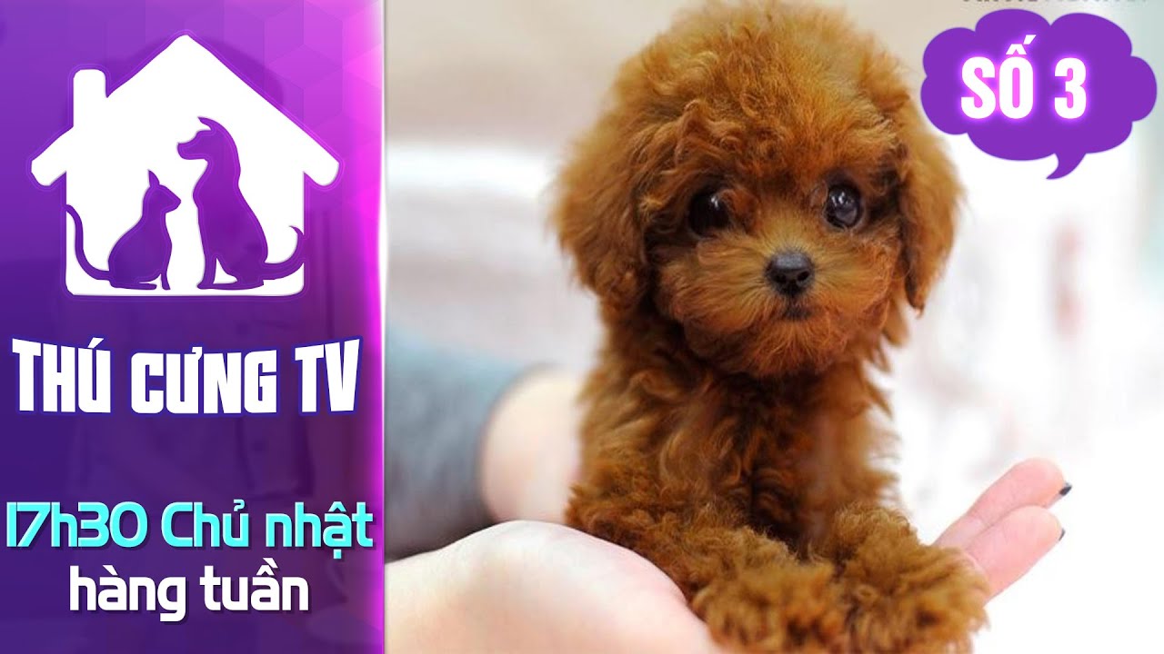 Thú cưng TV - Số 3 (P1) - Những điều cần biết về chó Poodle | YouTV ...