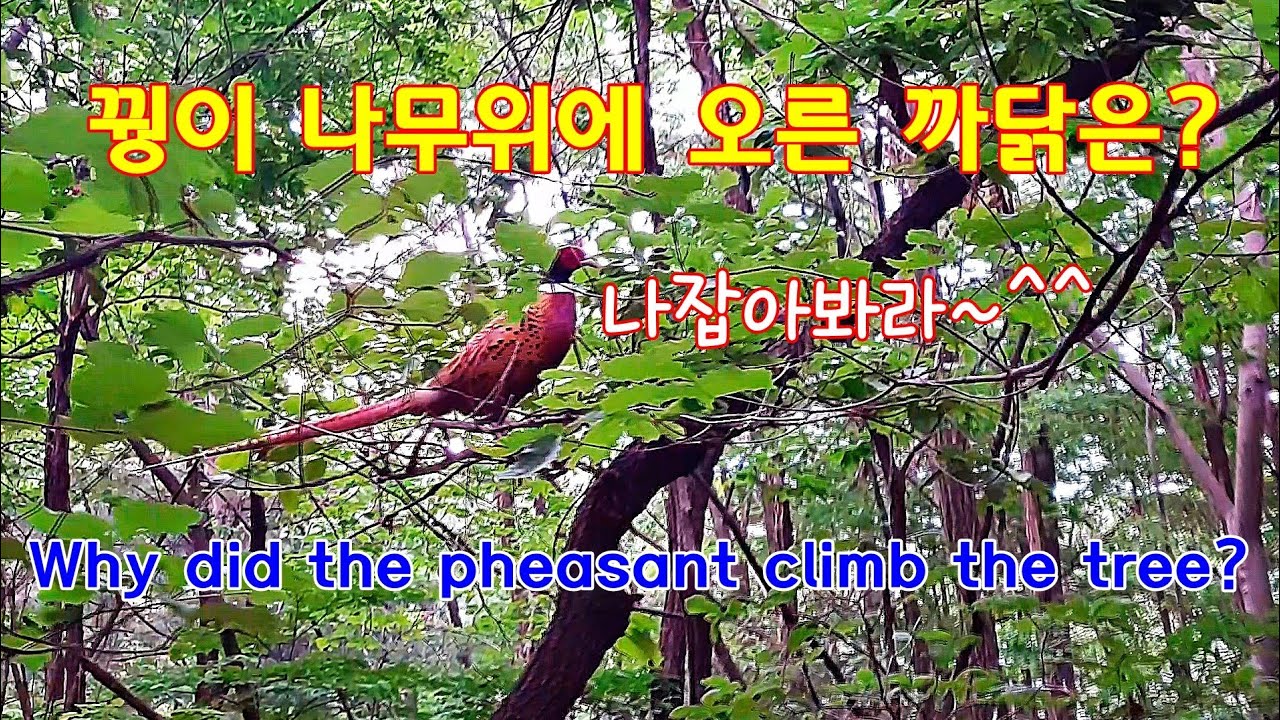 꿩이 나무위에 오른 까닭은? Why did the pheasant climb the tree? - YouTube