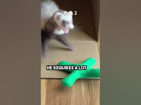 Interesting facts about ferrets! Part 2 #shorts #ferret - YouTube