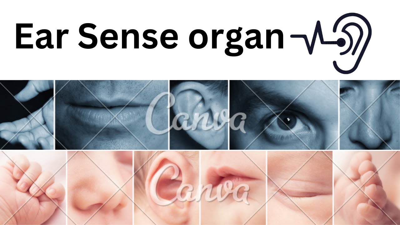 ear sense organ - YouTube