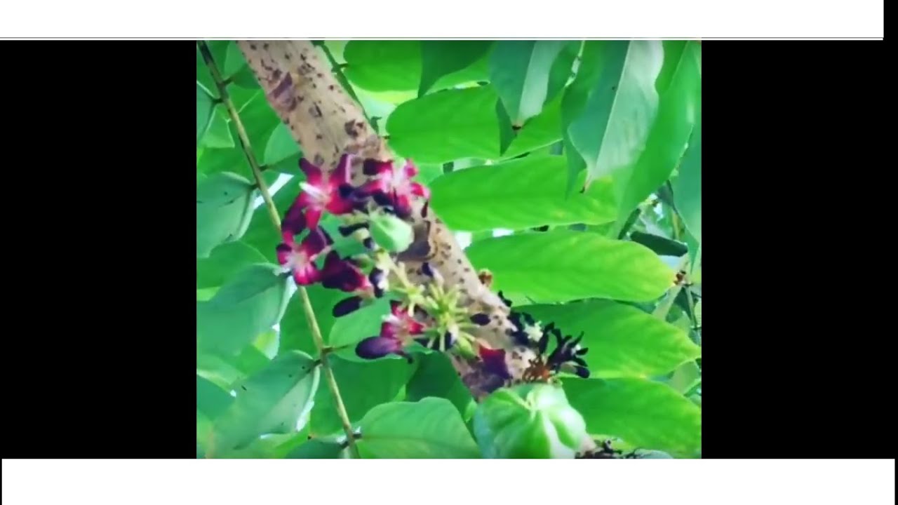 How to care for bilimbi tree from seed grown from Mother tree - YouTube