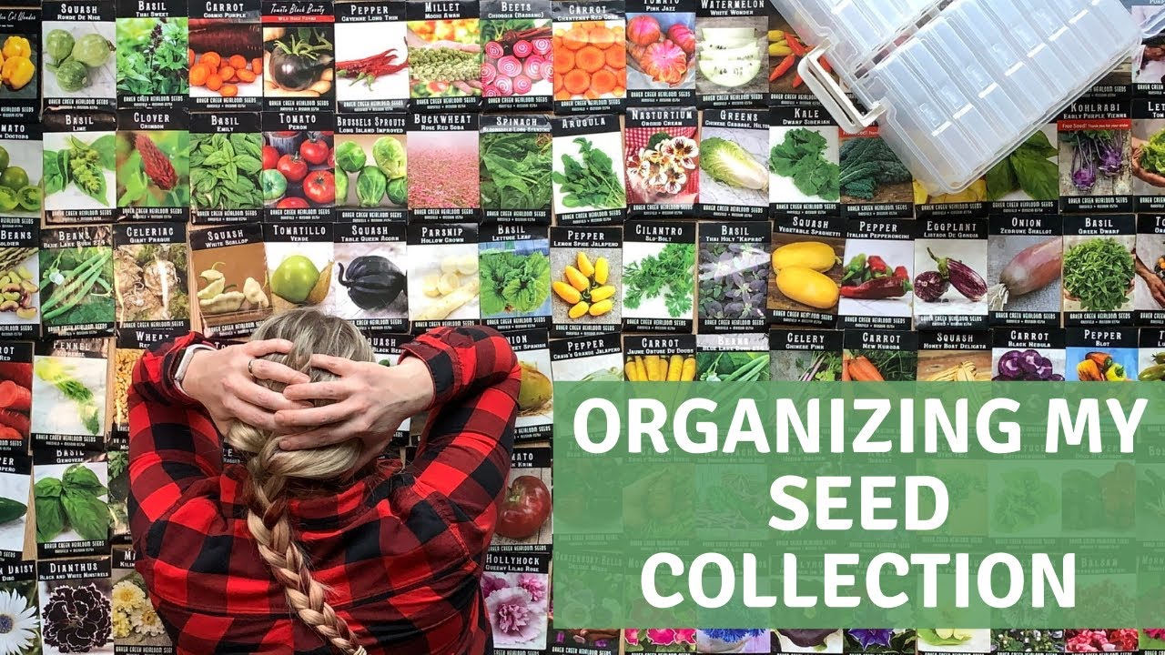 SO MANY SEEDS! Organizing my seed collection | Growing food in small ...
