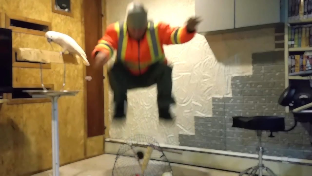 Pebble The Cockatoo (Birdstep Remix) - YouTube
