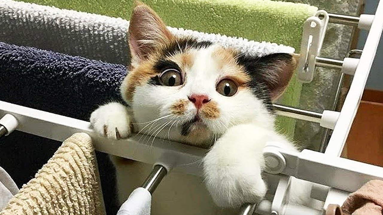Crazy Cats 😹 Funniest Cats 👍 Try Not To Laugh - Cute And Funny Cat ...