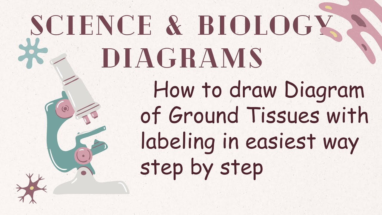 Learn how to draw Diagram of Ground Tissues with labeling in easiest ...