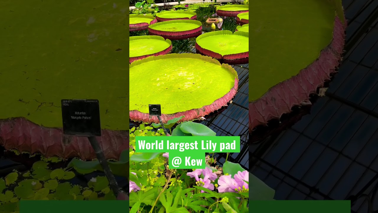 Worlds largest Lily pad Kew Gardens London - YouTube