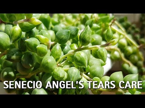 How To Care For Angel Tears Plant