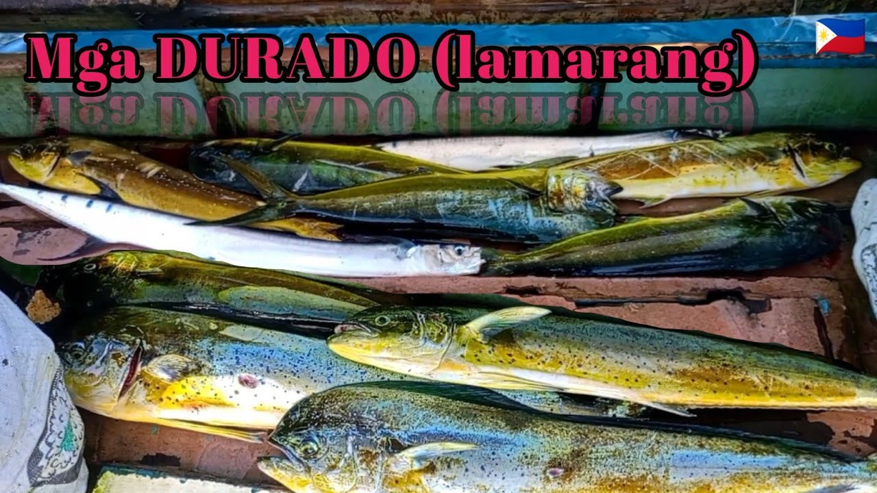 Pati SalasA (niddle fish ) sibad sa Kitang! KALMA ang Dagat. - YouTube