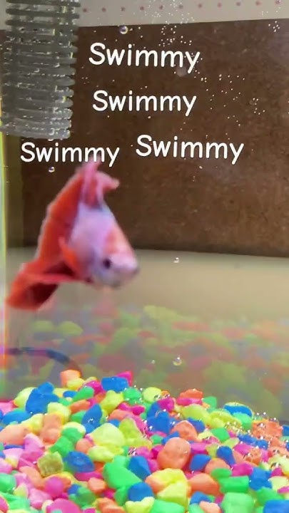 Swimmy Swimmy Swimmy - YouTube