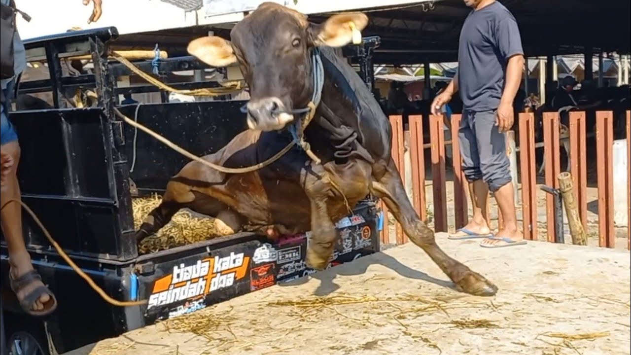 SAPI NGAMUK LEPAS MASUK WARUNG SOTO. ️🔥🔥🔥 - YouTube