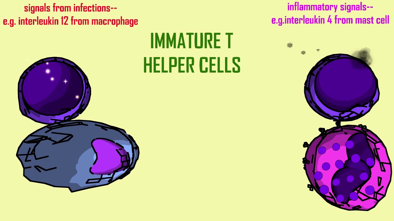 Th2 lymphocytes in asthma - YouTube