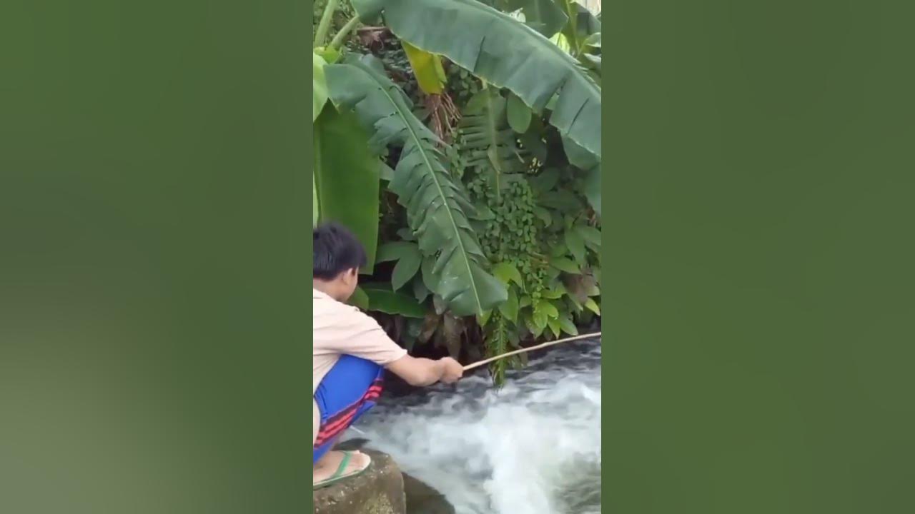 Mancing ikan wader di sungai deras - YouTube