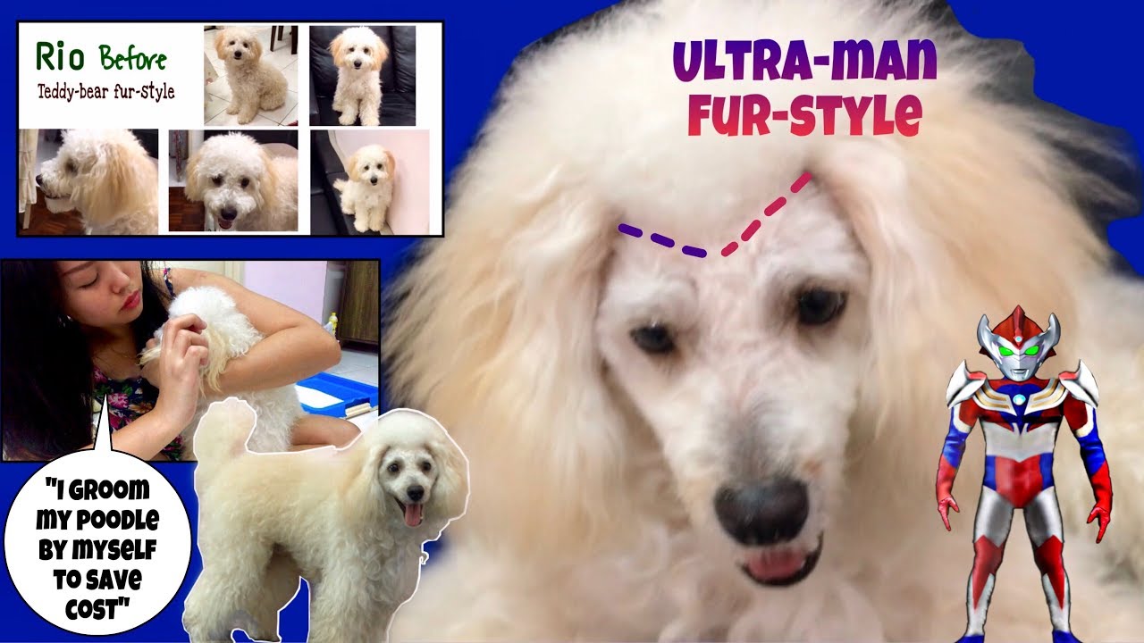 I GROOM MY POODLE BY MYSELF ULTRAMAN FUR STYLE YouTube I GROOM MY POODLE BY MYSELF ULTRAMAN FUR STYLE YouTube