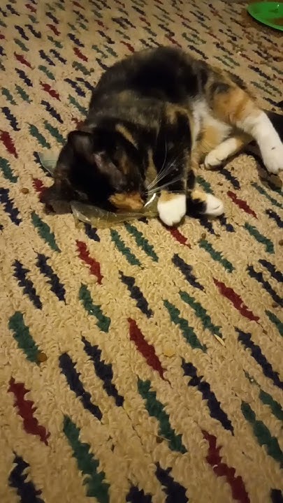 catnip crazy 🤪 - YouTube
