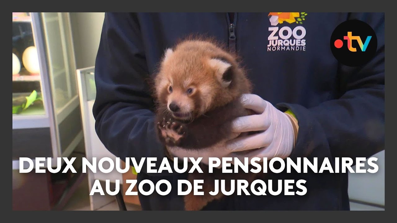 Deux naissances de pandas roux au zoo de Jurques - YouTube