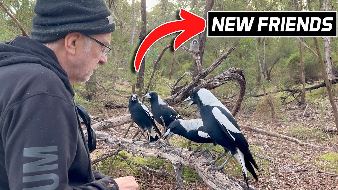 Aussie Magpie "PEPPER" and her Friends MY New Mates! - YouTube