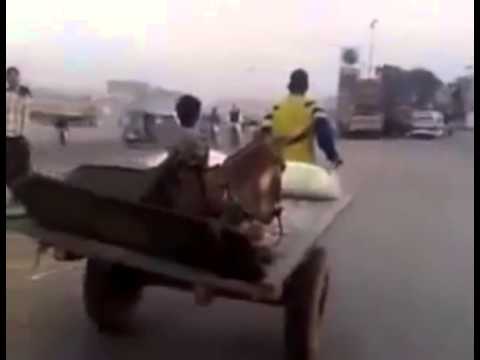 Donkey Cart Fail! - YouTube