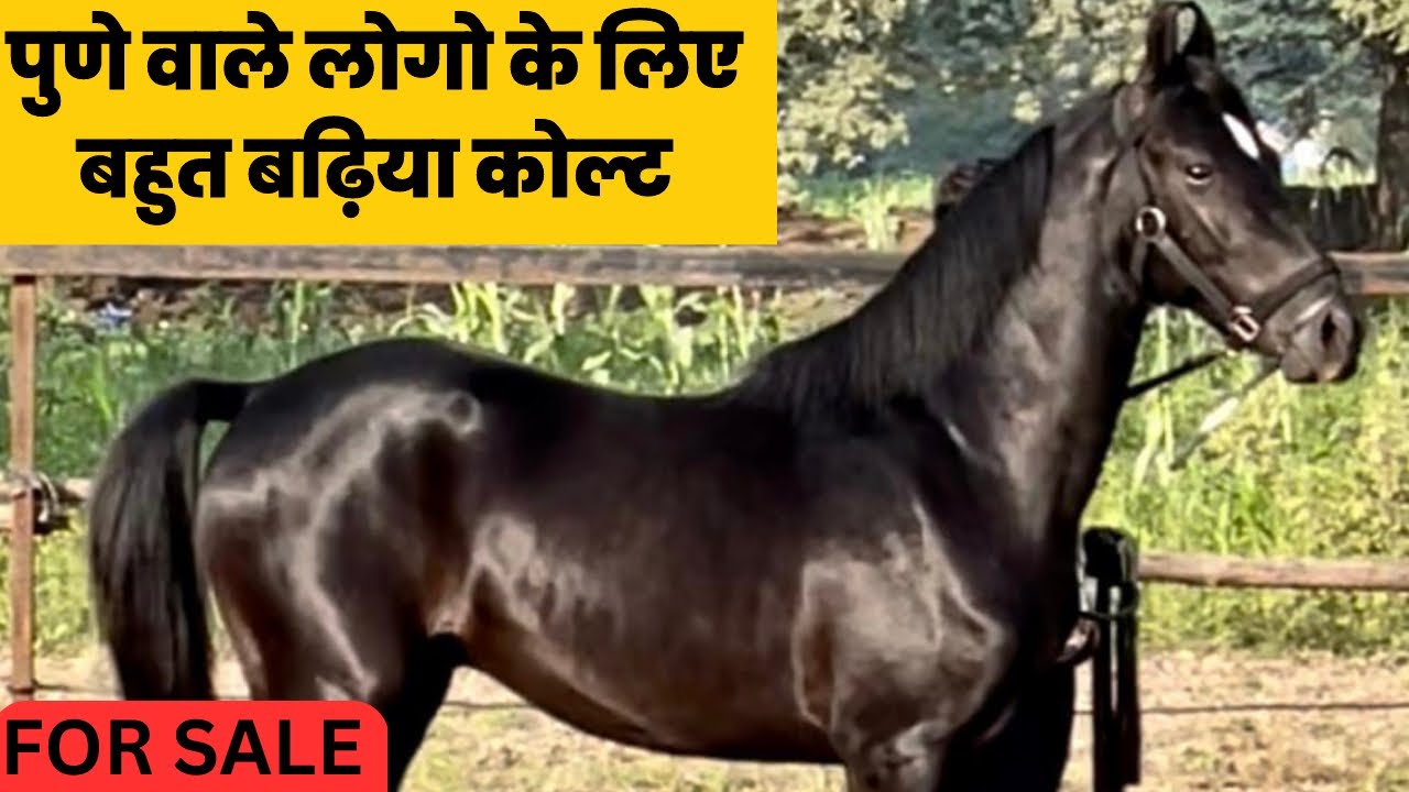 Beautiful Marwari colt for sale in Maharashtra || colt height 59+ in ...