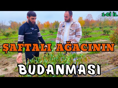  ŞAFTALI AĞACININ BUDANMASI NECƏ OLMALIDI ?
