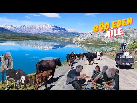 DÖRT SAATLİK ZORLU GÖÇ , İNEKLERİMİZLE BİRLİKTE YAYLAYA GÖÇ ETTİK