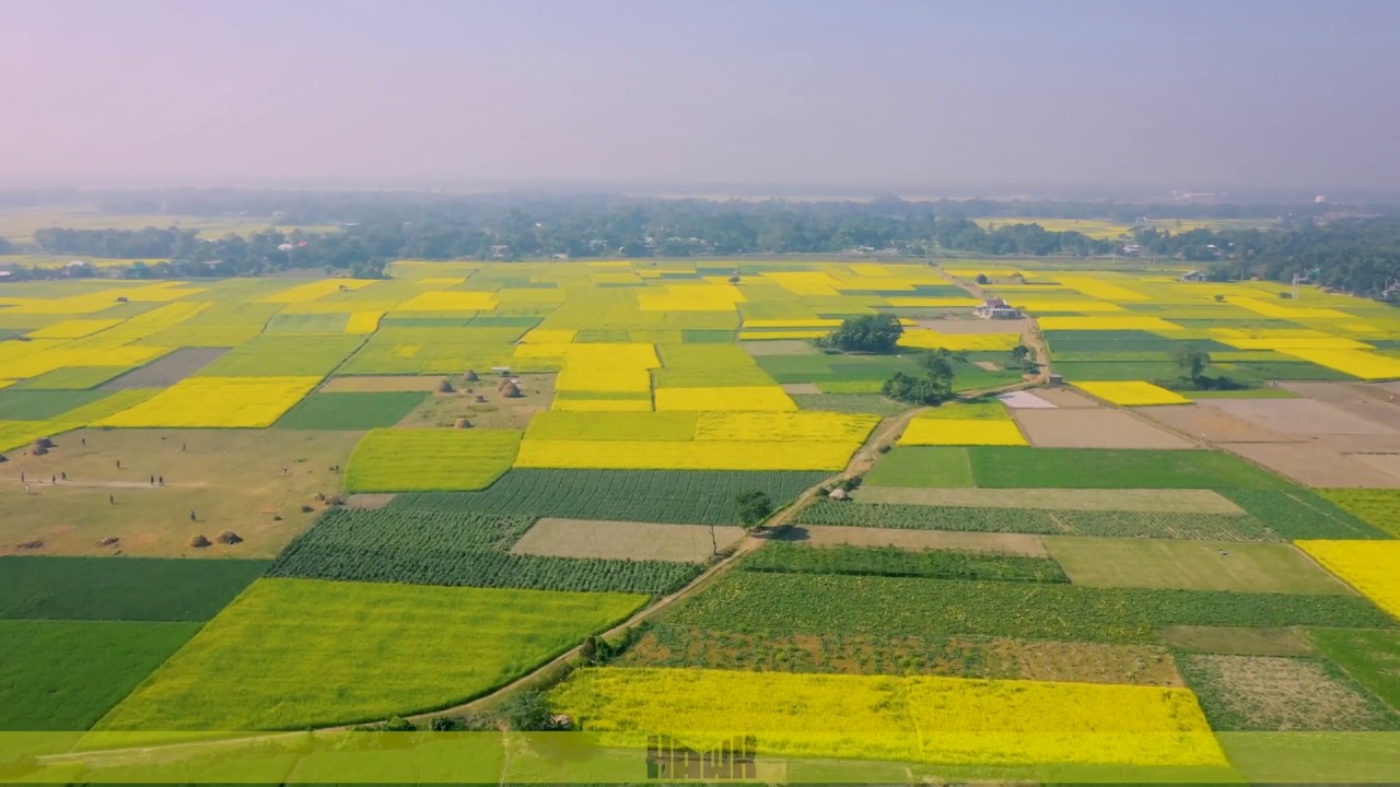 সরিষা ফুল || Shorisha || Mustard Flower || Manikganj - YouTube