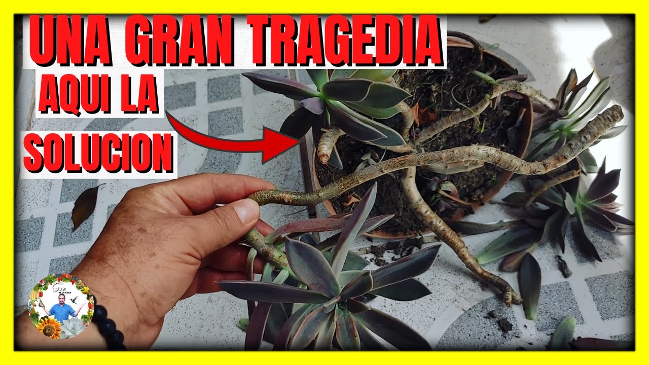 COMO ARREGLAR UNA PLANTA SUCULENTA QUEBRADA, DAÑADA | Gio de la Rosa ...