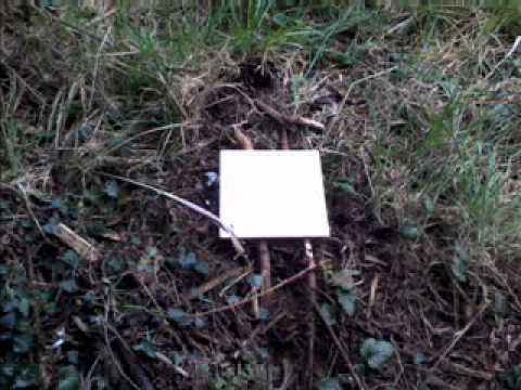 Ecology - The Pitfall Trap - YouTube