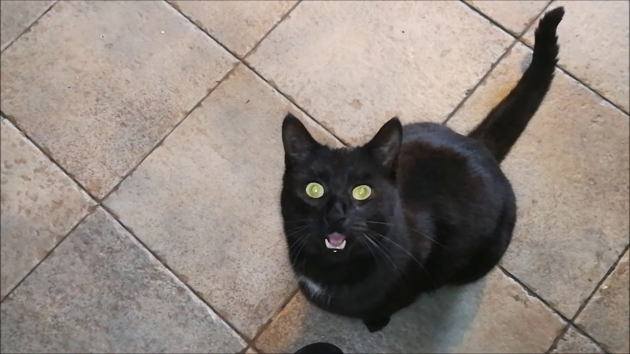 Kot Jamnik chce na rączki :) nie żyje rozjechał go pirat drogowy ...