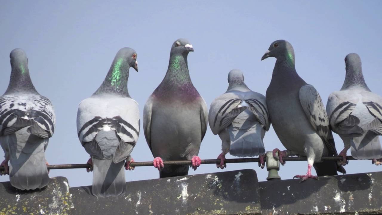 Eng yaxshi Belgiya Master kabutarlar, poyga kaptar uchun eng yaxshi ...