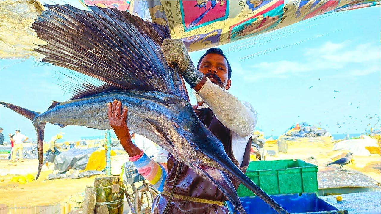 Giant Sailfish Cutting | Another Giant At Sea - YouTube