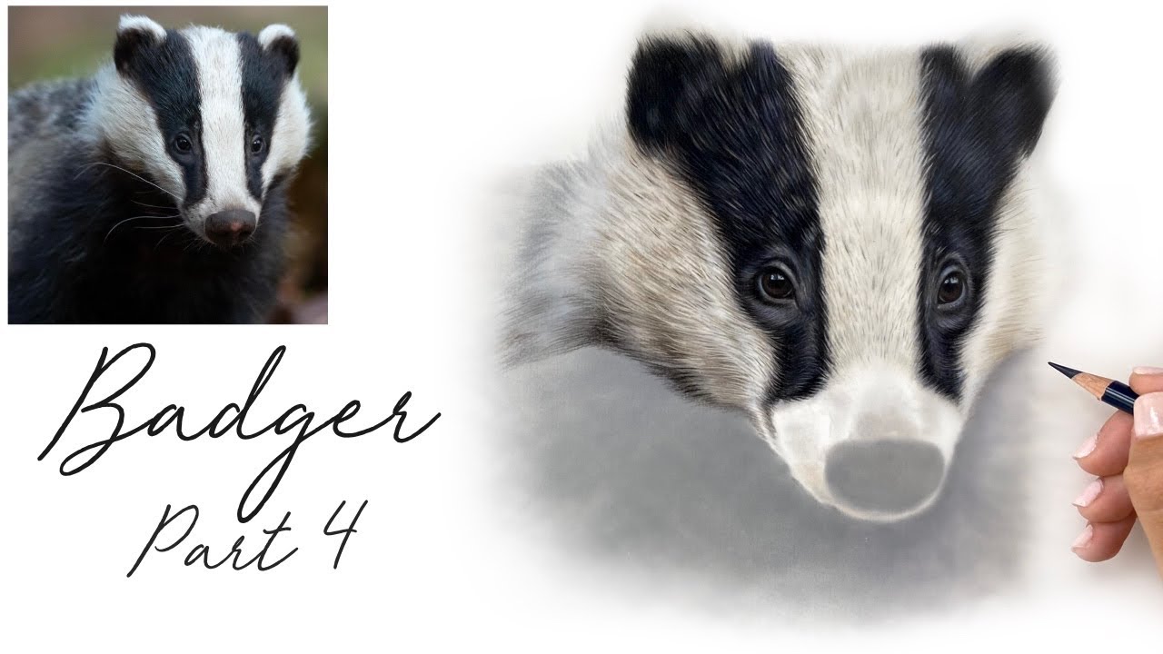Part 4 - How to Draw a Realistic Badger with Coloured Pencils on ...