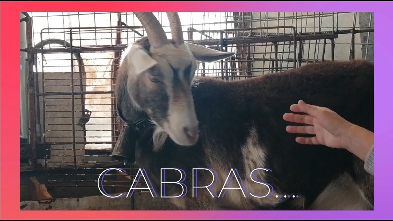 CABRAS... - YouTube