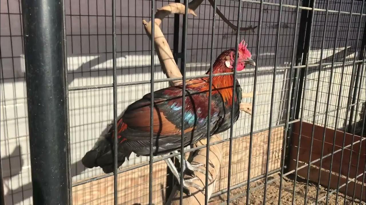 Me Nyuam qaib qus. Red Jungle Fowl - YouTube