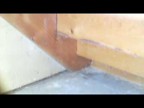 Trying to find a thick boi in my basement - YouTube