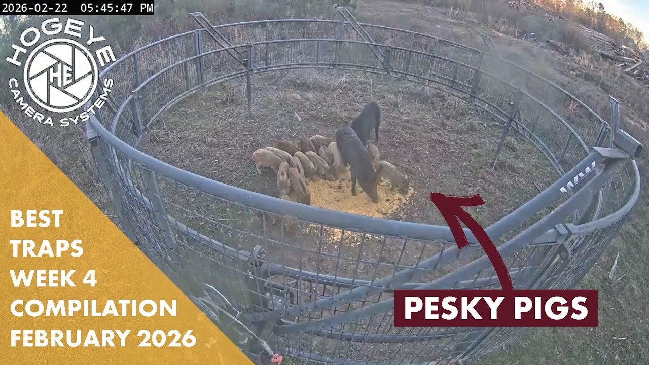 Catching Those Pesky Pigs! Trap Compilation | February Week 4 - HogEye ...