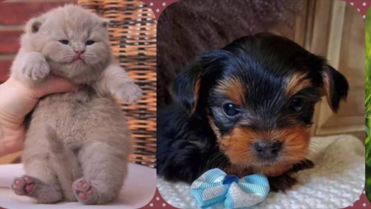 #Cute baby animals Videos Compilation cute moment of the animals 2020 ...