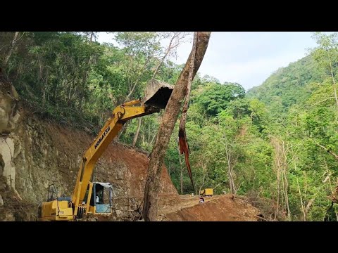 🌳How To Big Tree Jcb VS Tree Powerful Komatsu Pushing Down A Big Tree ...