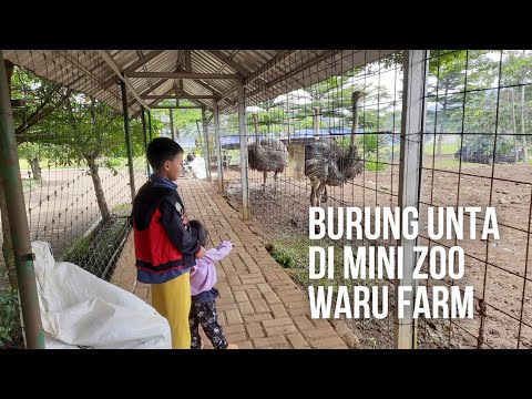 Burung unta di Mini Zoo Waru Farm, Masuknya Gratis!!! - YouTube