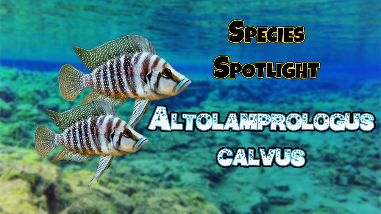 Species Spotlight: Pearly Calvus (Altolamprologus Calvus) - YouTube