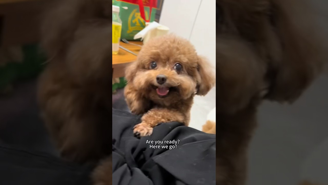 WATCH THIS DOG GROW THOUGH THE YEAR🥰😍 (@abbieququ) #dog #cute #love # ...