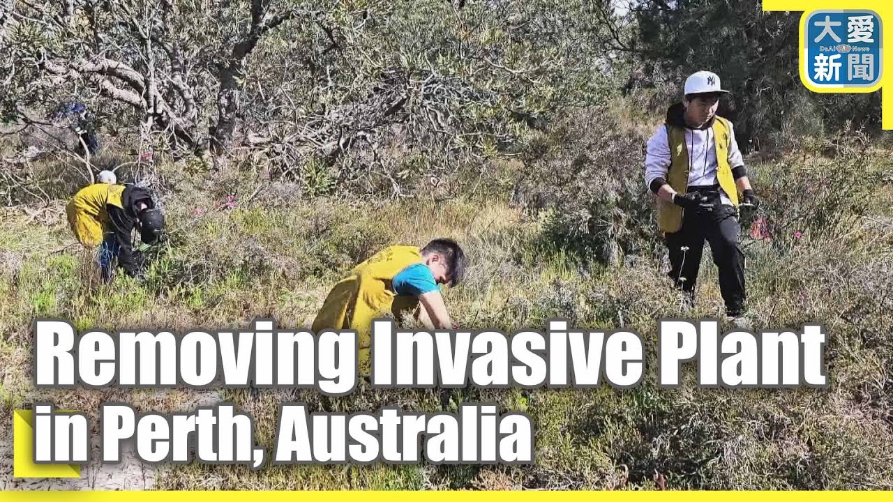 Tzu Chi English News - Removing Invasive Plant in Perth, Australia (大愛 ...
