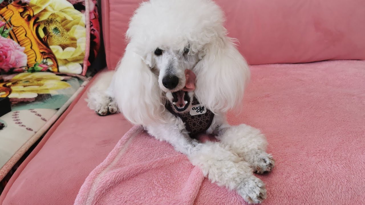 Should We Leave Our PETS To Die With A Vet Or Stay With Them To The End ...