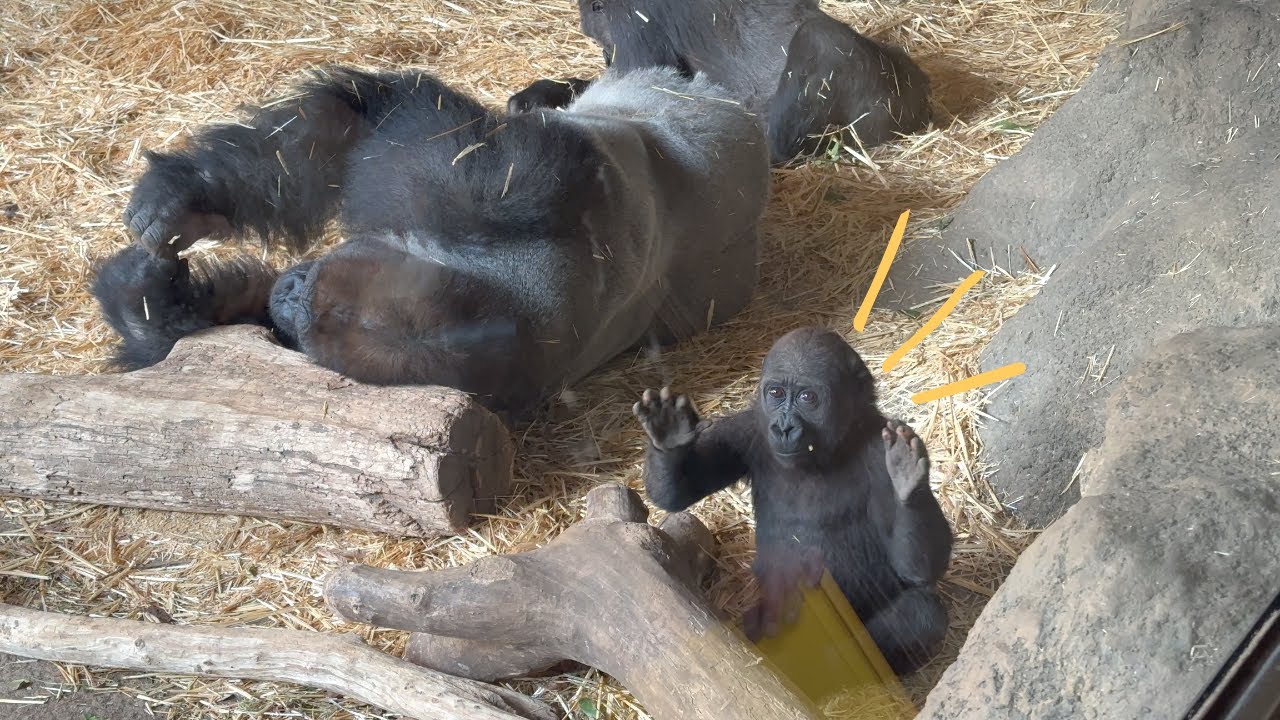 Baby gorilla Sumomo claps hands close to silverback father Haoko ...