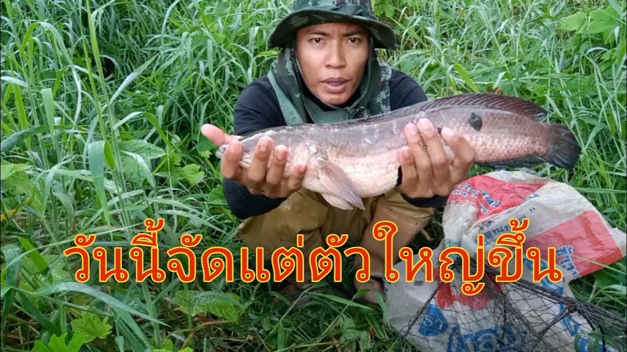 snakehead fish trap 12 พฤษภาคม ค.ศ. 2022 กู้ลอบดักปลาช่อน - YouTube
