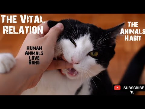 Animals Human historical Relation(@theanimalshabit) animal vs humans ...